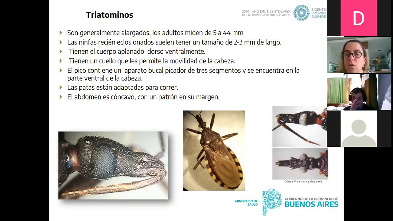 IDENTIFICACION ENTOMOLOGICA TRIATOMINOS - YouTube