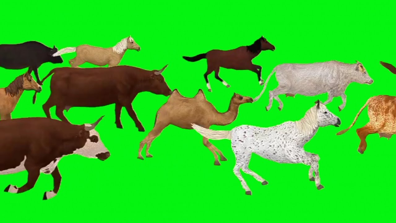 Animals Stampede Green Screen | Animals Stampede | Animals Running ...