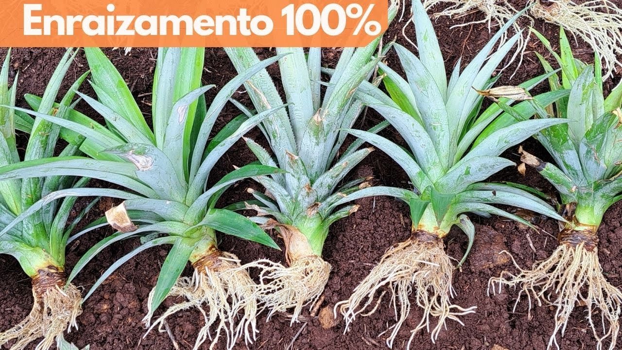Como Enraizar a Coroa e Rebento de Abacaxi - Como Plantar Abacaxi - YouTube