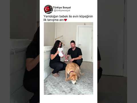 Evin Köpeği ile Yenidoğan Bebeğin İlk Tanışma Anı ❤️🐕