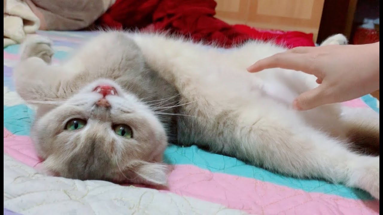 So funny! Mama cat always Coddle oneself 🤪 super cute P433 - YouTube