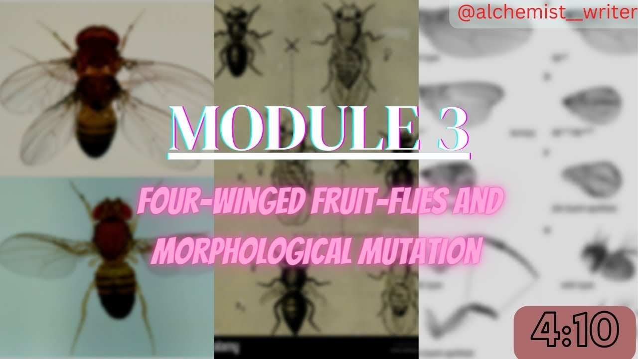 Module 3: Four-winged fruit-flies and morphological mutation - YouTube