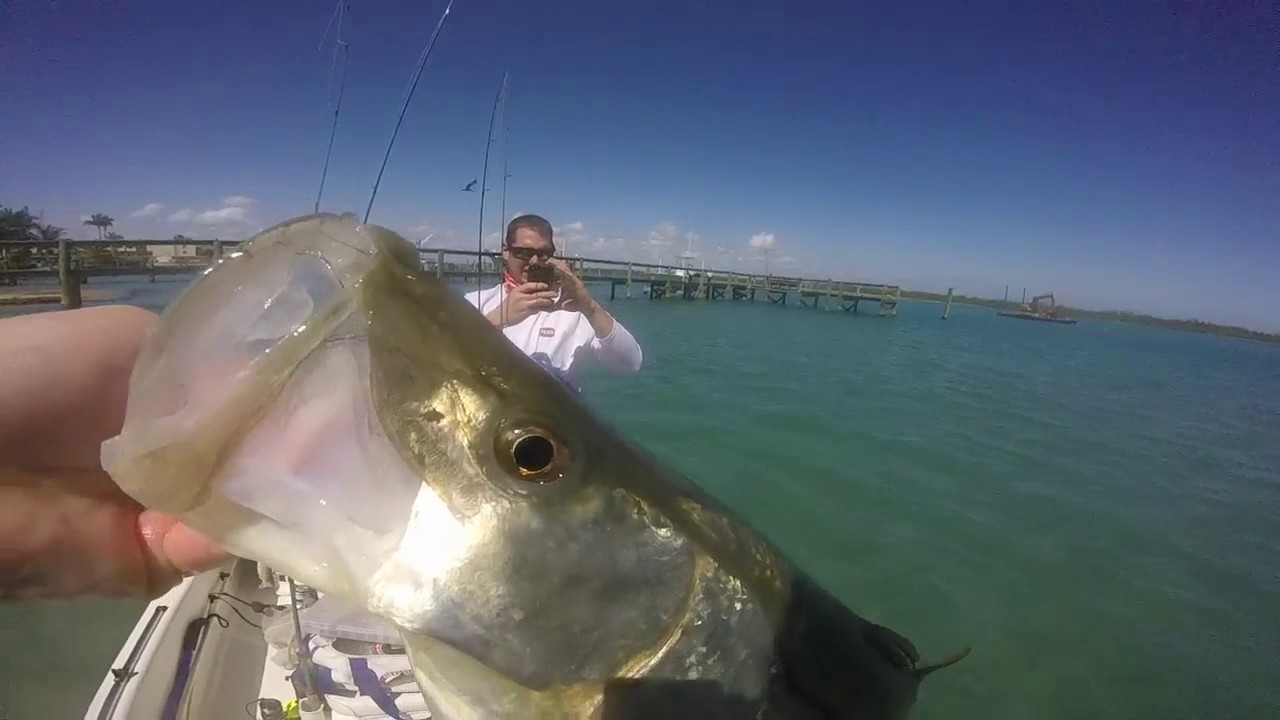 SNOOK MANIA Sight fishing in Fort Pierce - YouTube