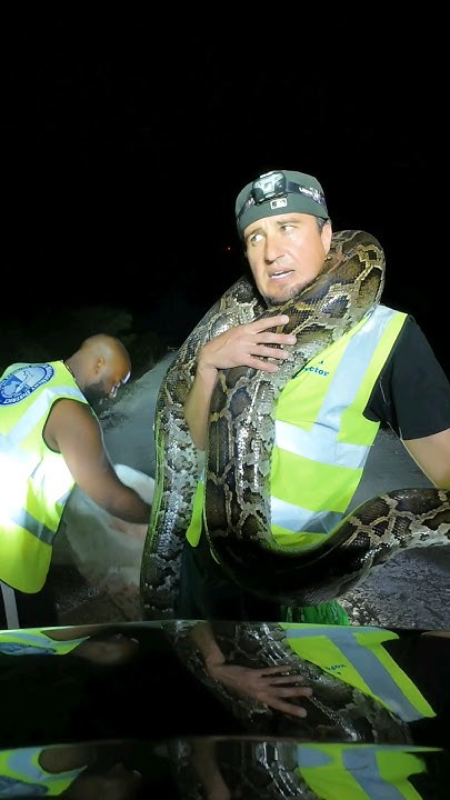 15 foot python around my neck. #SaveTheGlades - YouTube