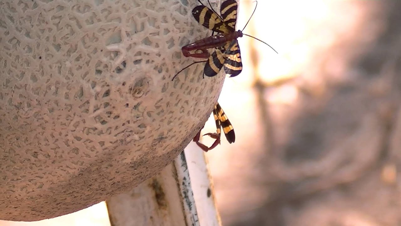 FLYING SCORPIONS?? - YouTube