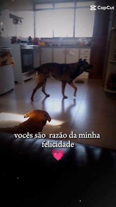 Quem Ama Seus Cachorros Deixa O Like👍💕🐕‍🦺 Youtube