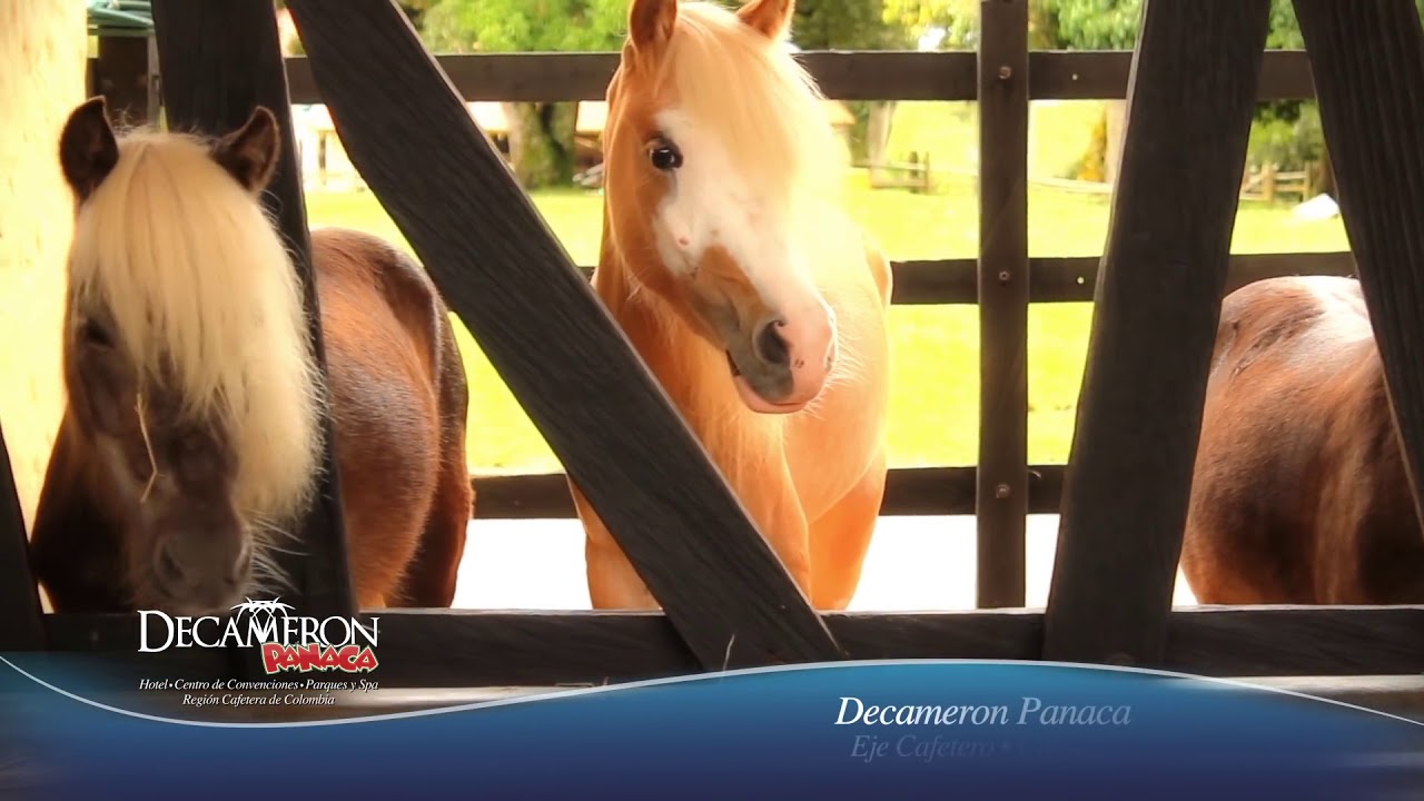 Decameron Panaca Zona Cafetera Colombia - YouTube