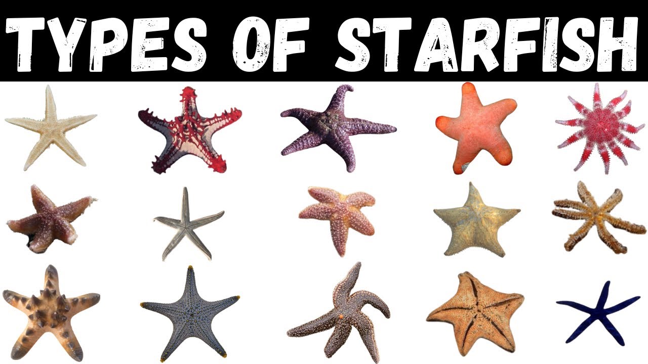 Types Of Starfish | Starfish | Starfish for Kids #starfish #education ...
