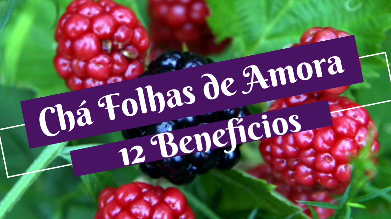 🔴 BENEFÍCIOS DO CHÁ DAS FOLHAS DE AMORA - YouTube