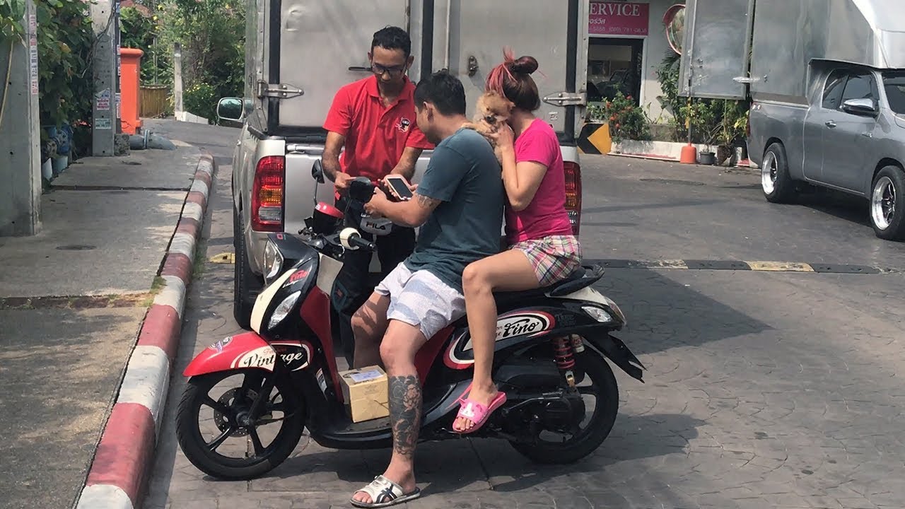 Pomeranian Gets Piggy Back On Motorcycle - YouTube