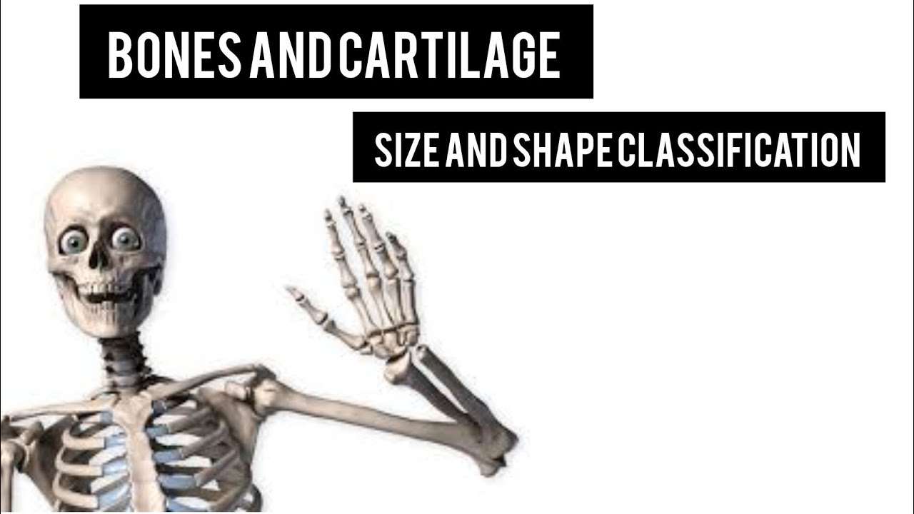 Classification according to size and shape general anatomy - YouTube