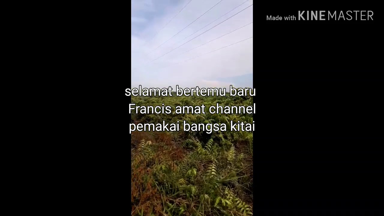 Rezeki(pucuk paku miding) - YouTube