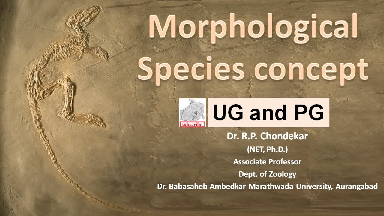 Morphological species concept - YouTube