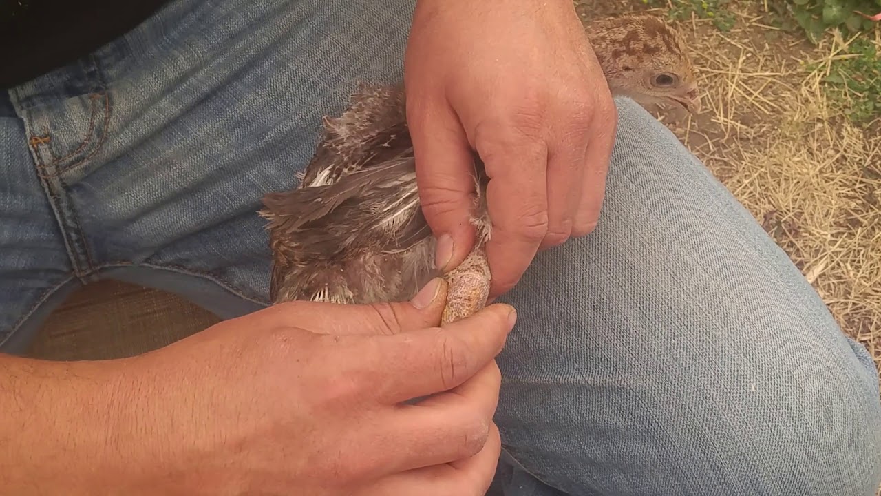 Fixing a Slipped Tendon on a Baby Turkey - YouTube