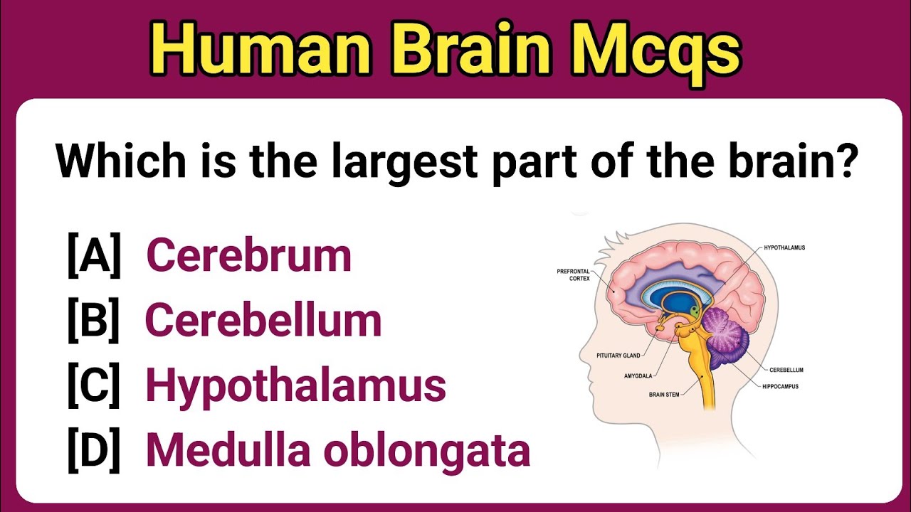 Human Brain Mcqs | Nervous system Mcqs for neet | UGC exam solution 2024 - YouTube