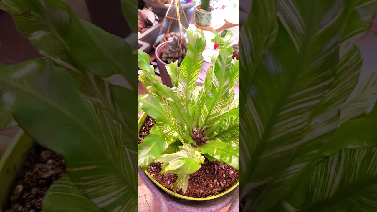 VARIEGATED BIRD'S NEST FERN/ASPLENIUM NIDUS VARIEGATA#SMOOCHIEEWOOCHIE ...