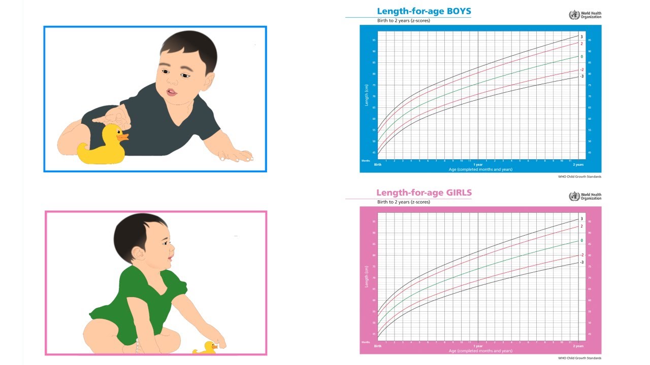 WHO Length for age Z Score Growth Charts English YouTube