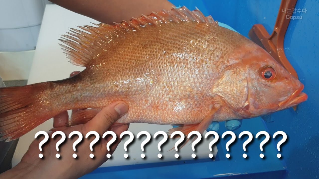 How to fillet a fish [blood snapper/crimson snapper]? - YouTube