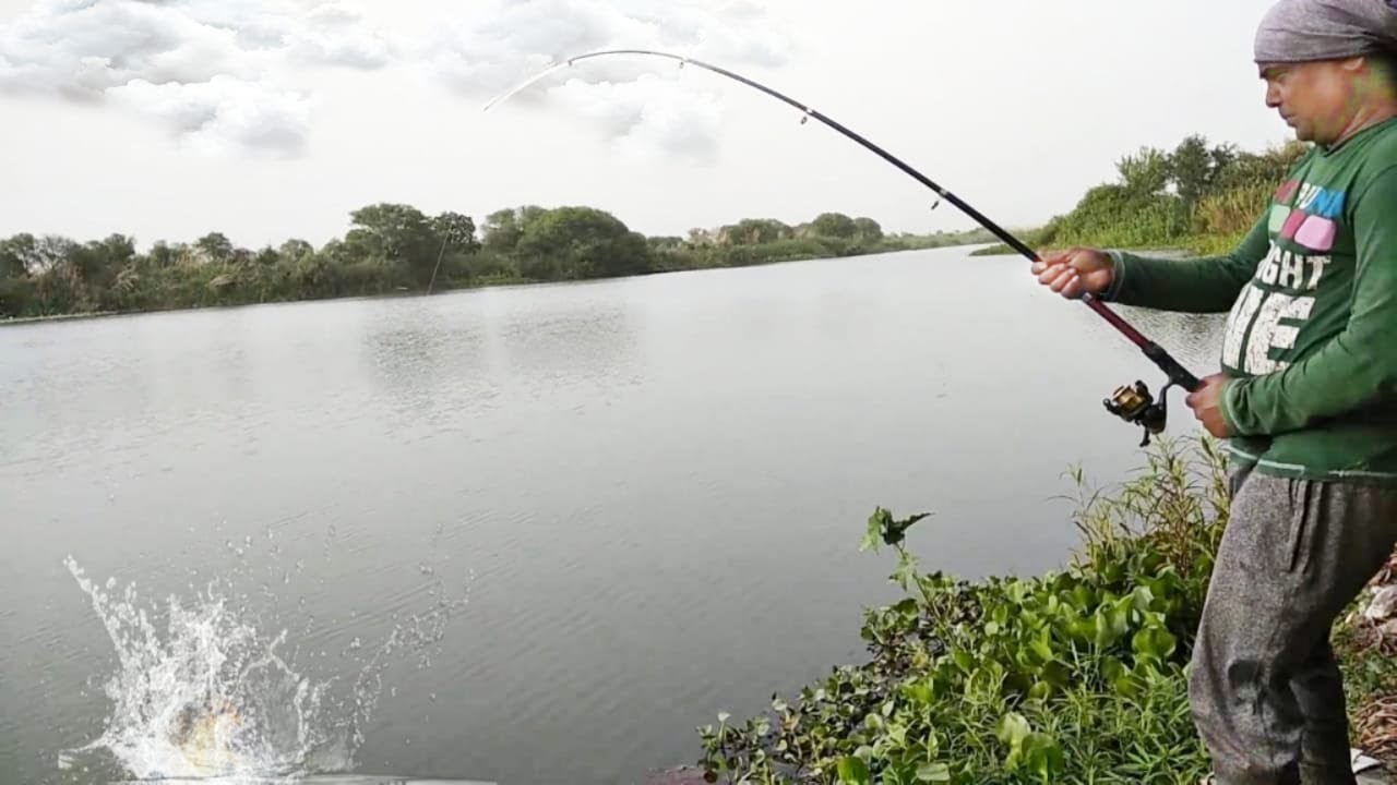 Fish hunting🎣 | Amazing Bata fish catch🐬| Bhakra Dam - YouTube