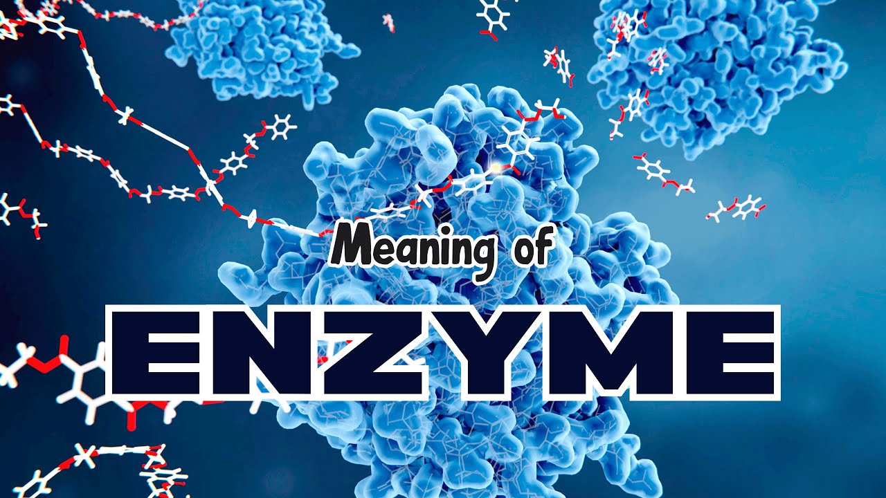 What is the meaning of Enzyme? - YouTube