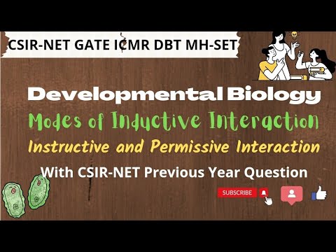 Modes of Inductive Interaction l Instructive and Permissive Interaction ...