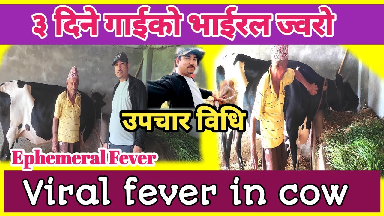 ephemeral fever in cattle ।। three day sickness in cattle ।। गाई ...