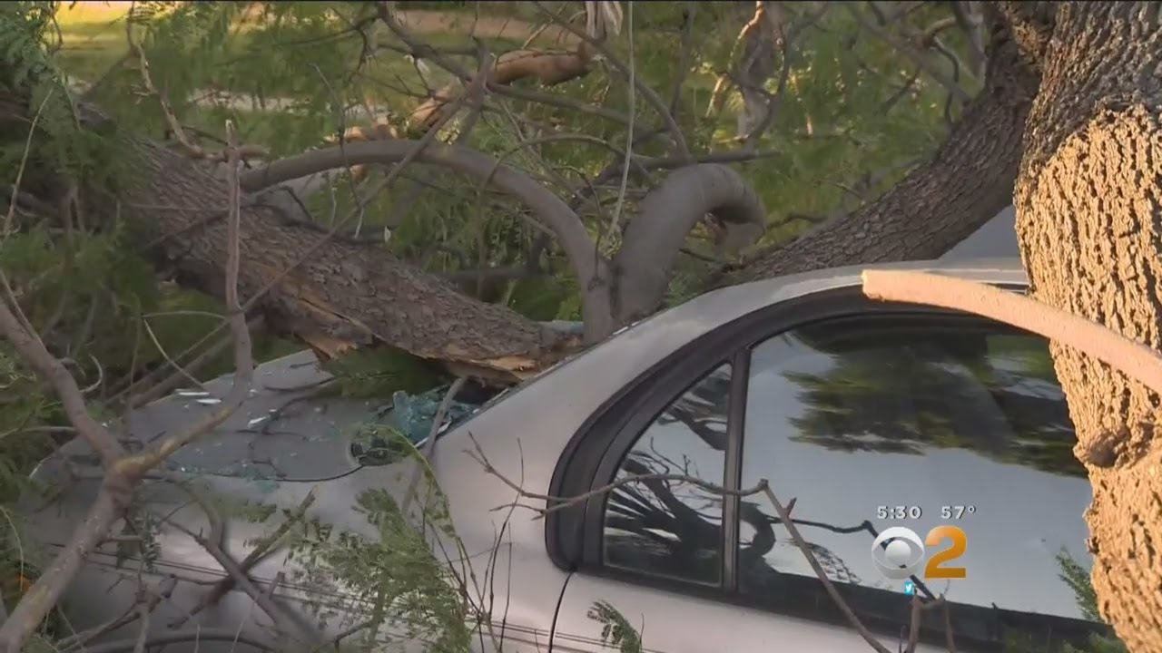 Home Security Video Captures Big Tree Limb Falling On Car - YouTube
