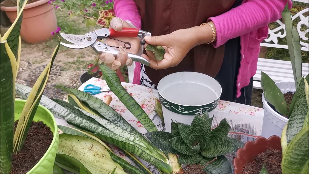 by Makcik Bunga - Sansevieria - YouTube