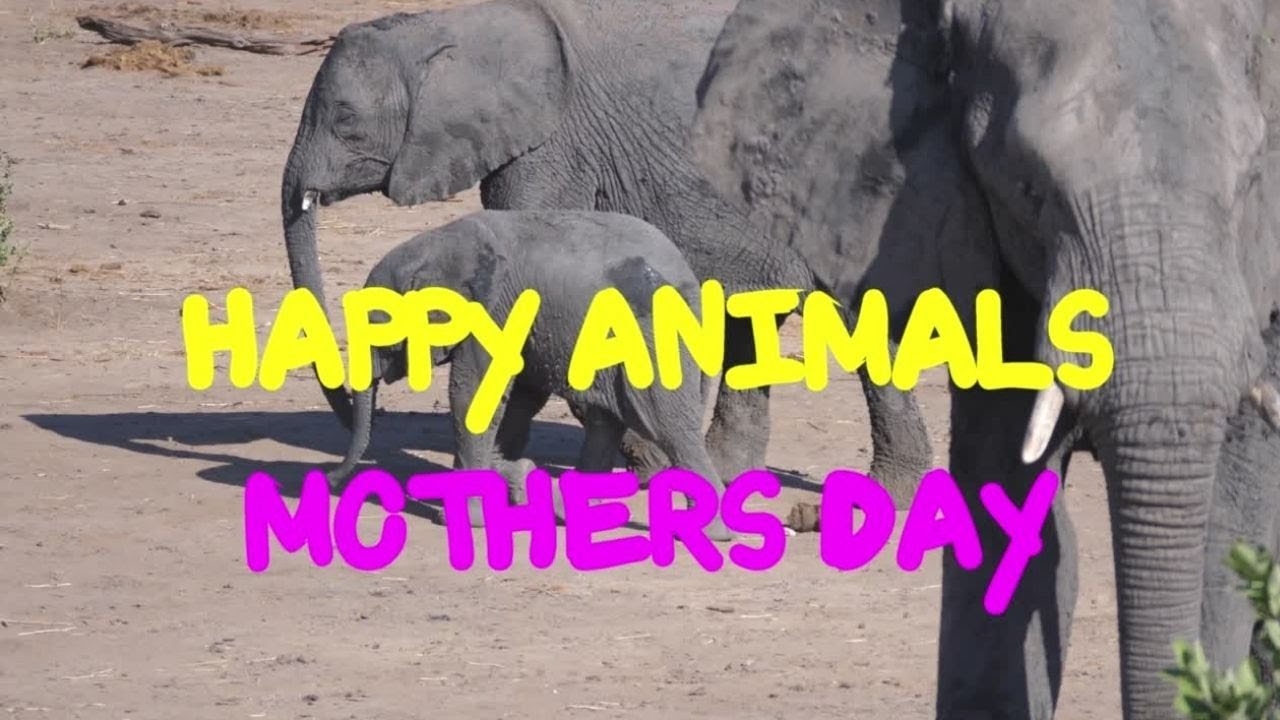 Happy Animals Mother's Day | 4K Upbeat Video Honouring Mothers in the ...