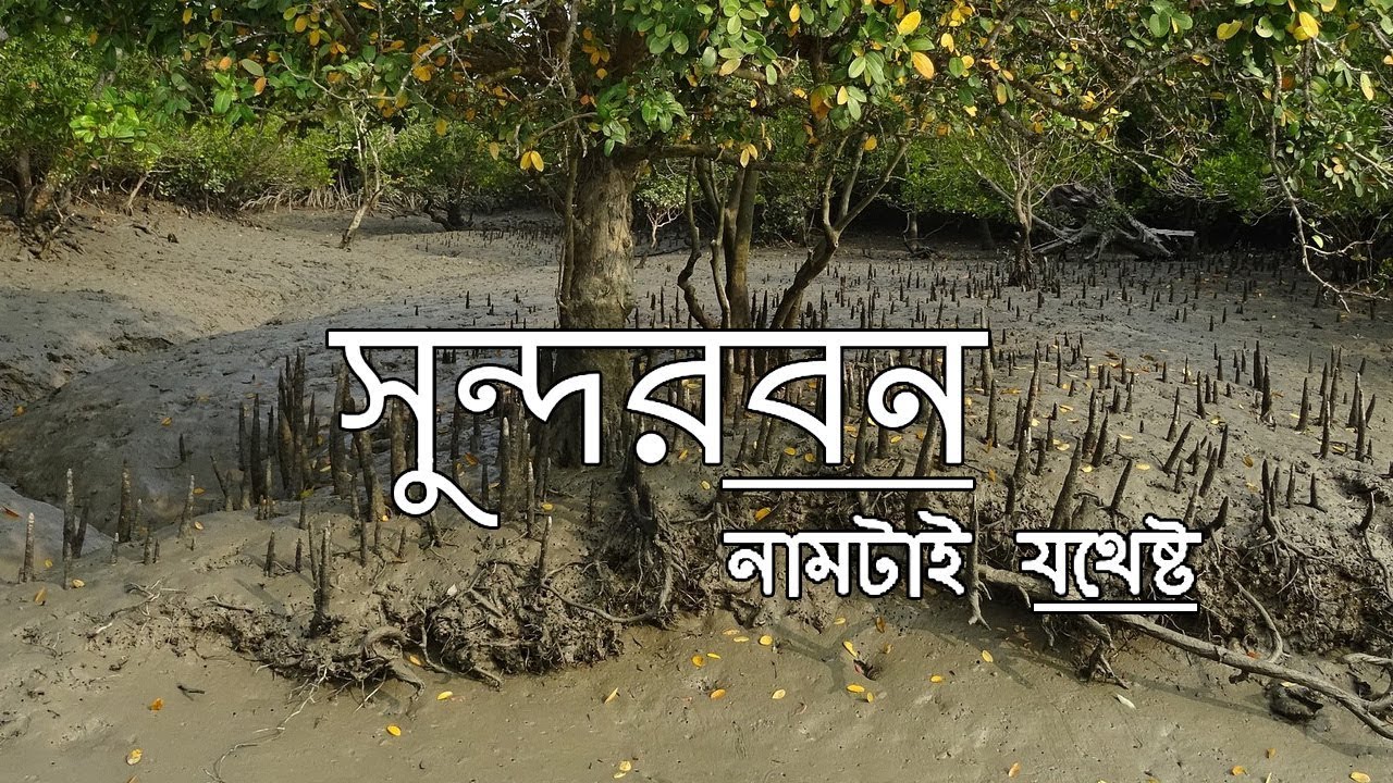 সুন্দরবন সম্পর্কে অজানা কথা | Amazing facts about Sundarbans in Bengali ...