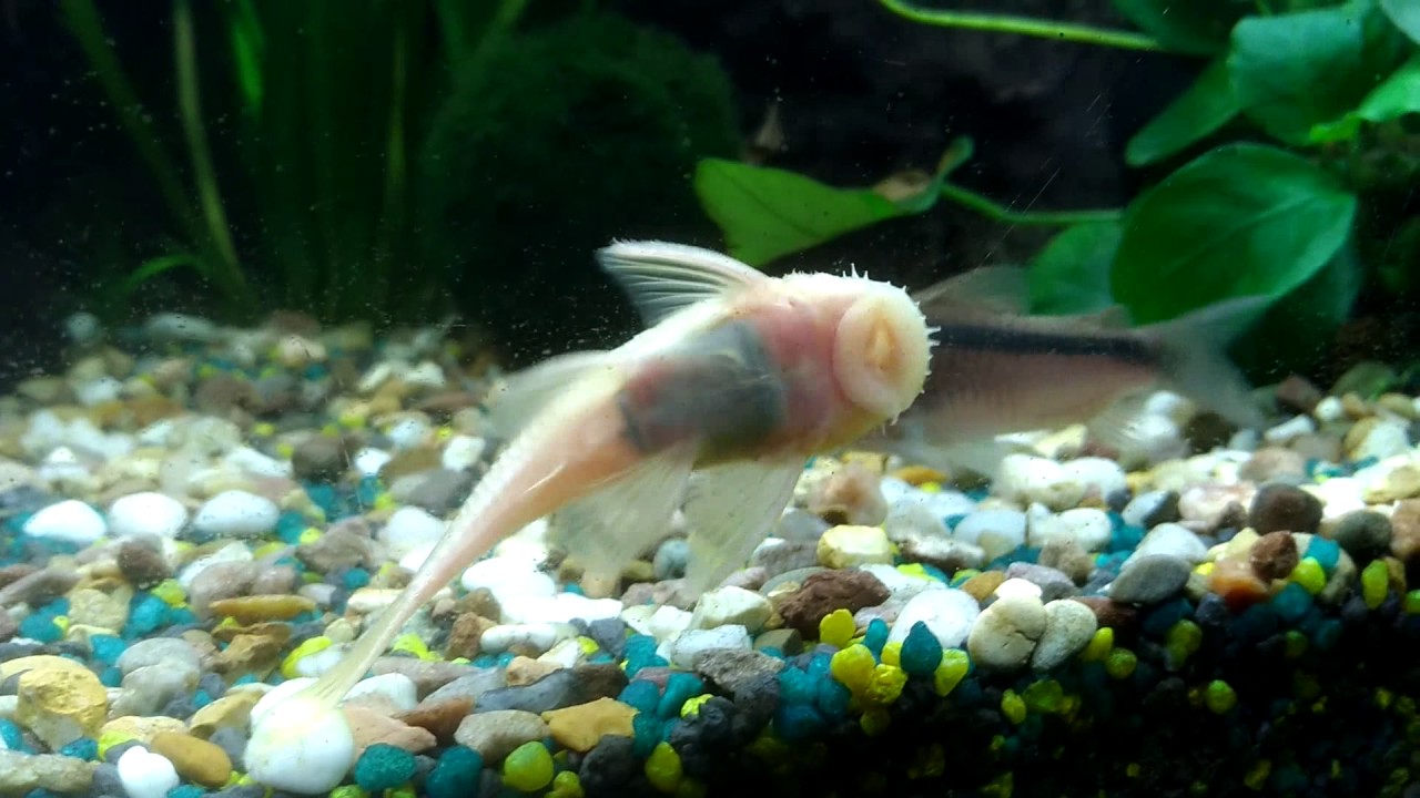 Corydoras - Delphax, Rusty, Bandit, Threestripe, Bronze & Virginiea ...