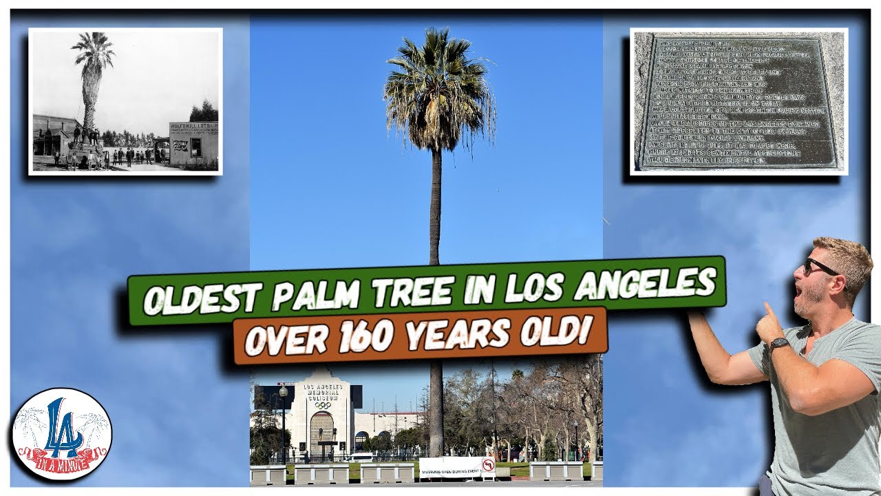 This is the Oldest Palm Tree in L.A.!!! 160 Years Old!! - YouTube
