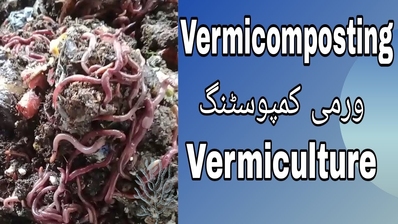 Vermicomposting for Biginners || Vermicompost Business || Vermicompost ...