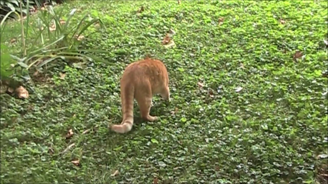 cat vs bird cat 1 bird 0 - YouTube