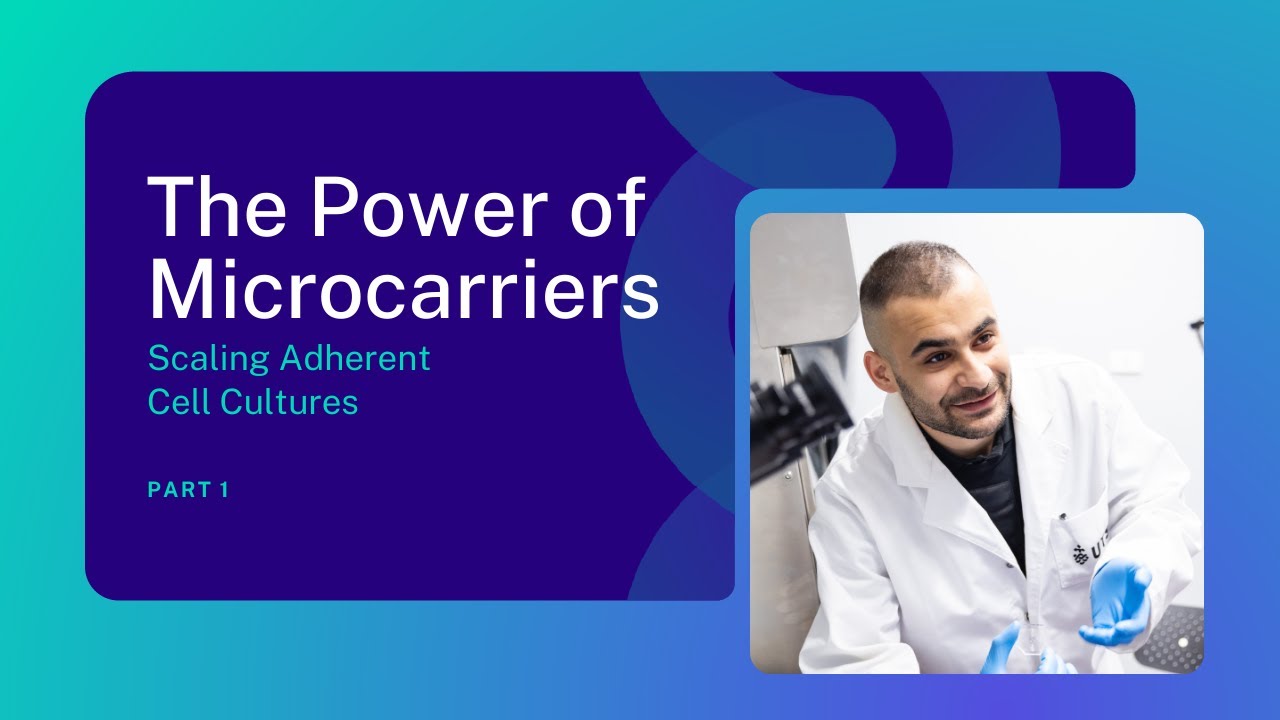 Power of Microcarriers: Scaling Up Adherent Cell Cultures in ...