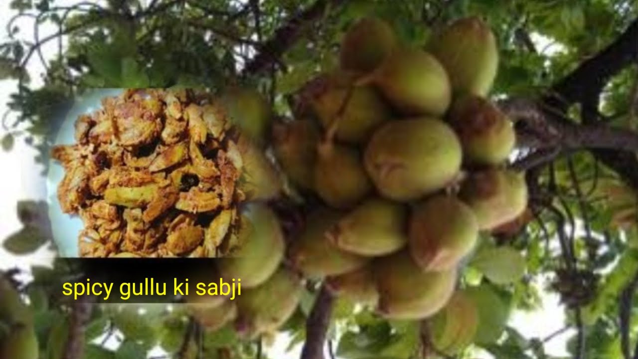 गुल्लू की सब्जी।। महुआ के फल की सब्जी।। village food mahua ke fal ki ...