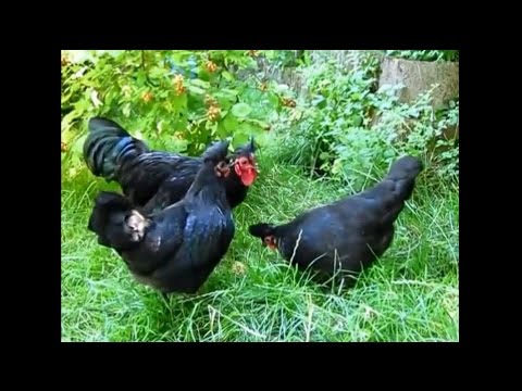 Kosovo Longcrower 139 Days old, Kosovo Langkräher 139 Tage alt - YouTube