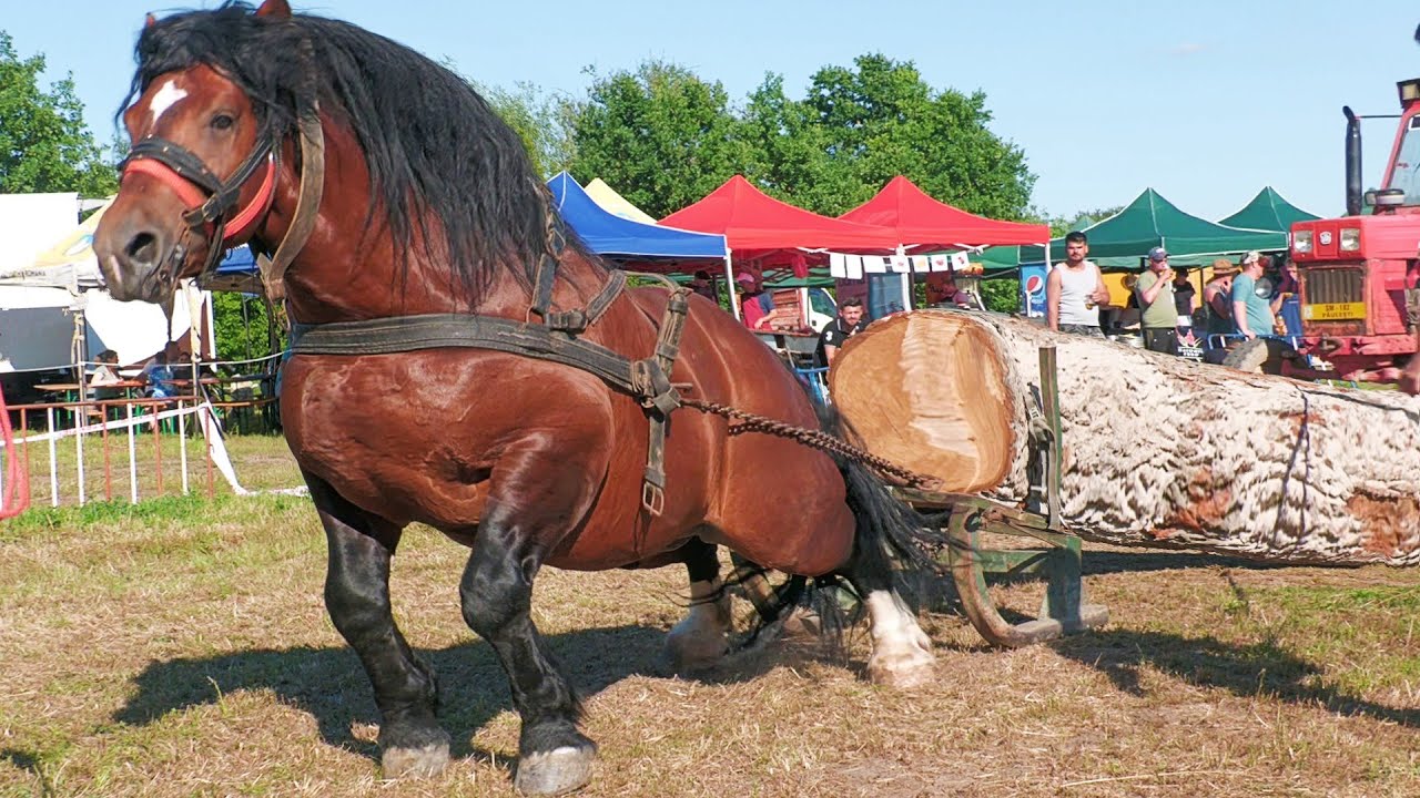 Cai de tracțiune proba specială - cel mai puternic cal - Rușeni - Satu ...