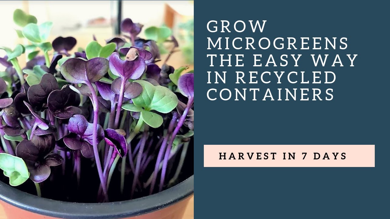 Grow A Microgreens Garden in Recycled Containers on your Windowsill ...