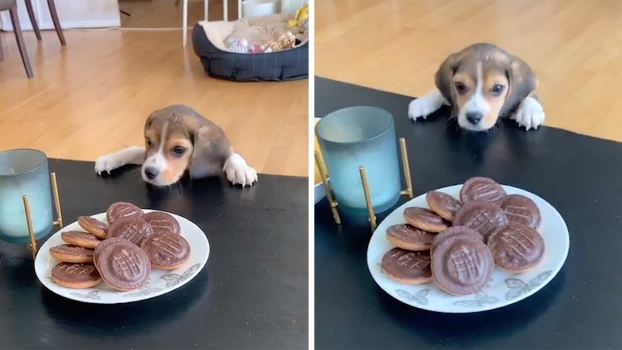 Cheeky Puppy Tries To Reach Snacks - YouTube