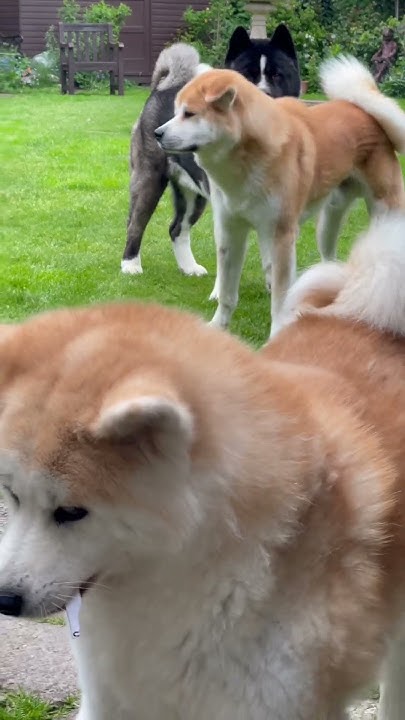 Energetic Akitas Playtime - YouTube