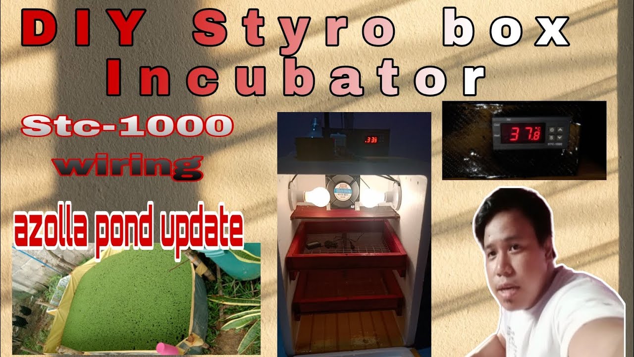 DIY styro box incubator | azolla update #backyardfarming # ...