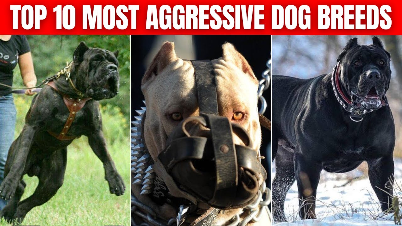 Top 10 Most Aggressive Dog Breeds - YouTube