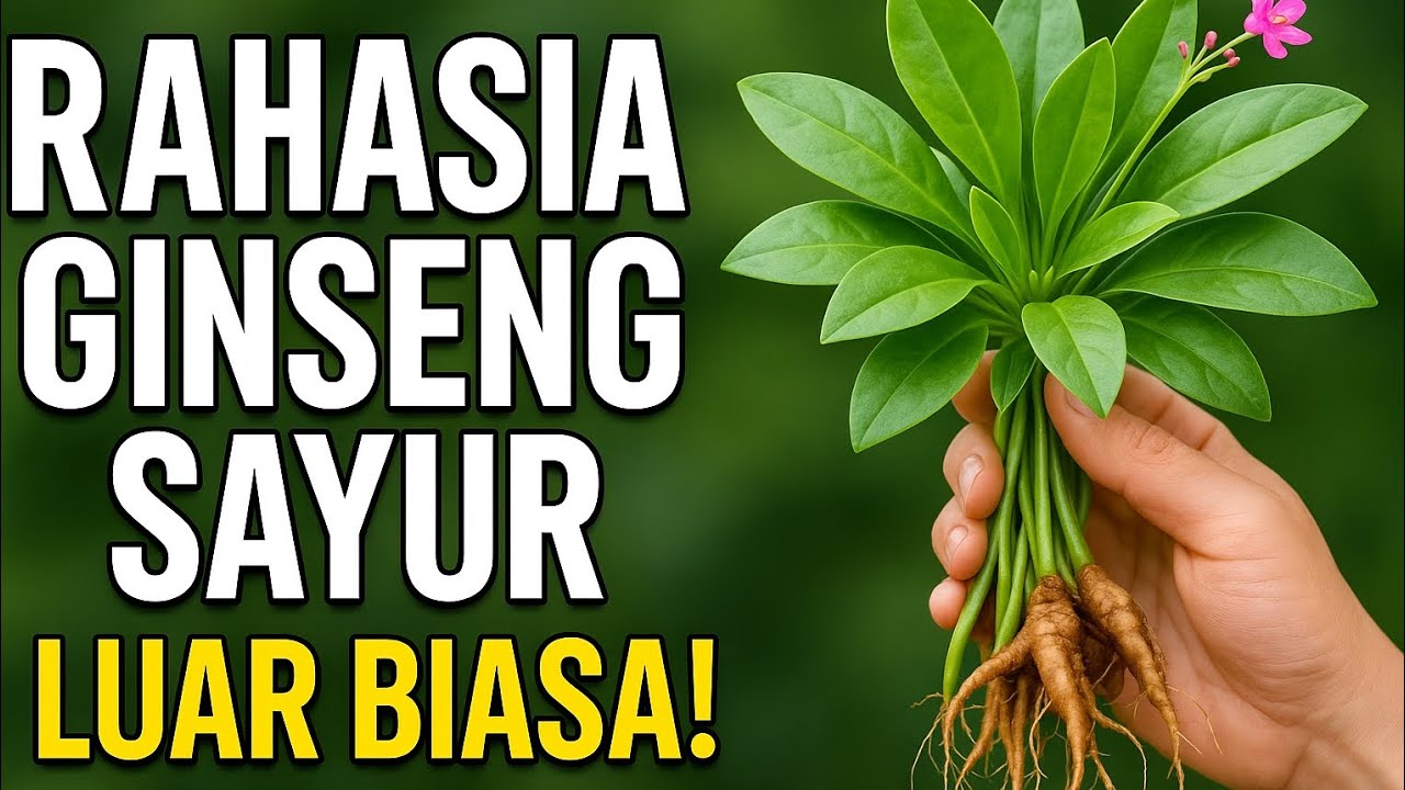 Rahasia Ginseng Sayur yang Jarang Diketahui! Dari Dapur hingga Khasiat ...
