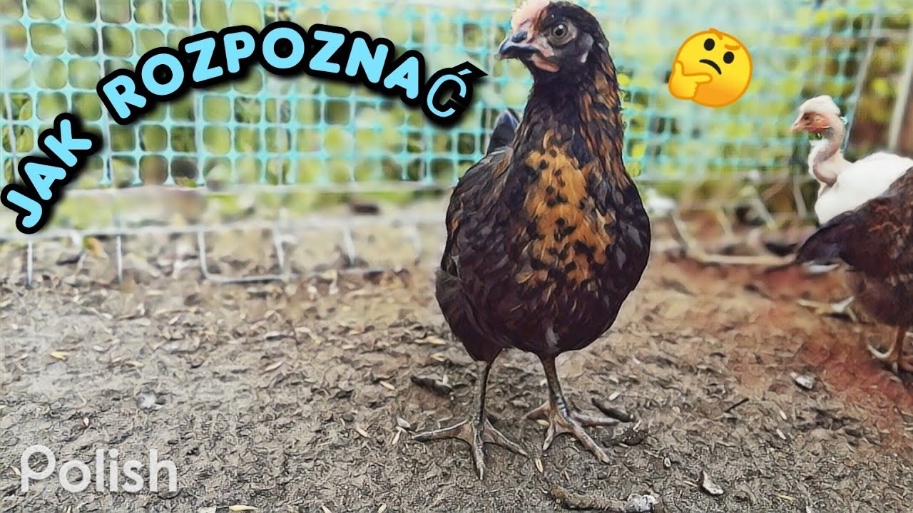 Jak RozpoznaĆ Płeć Młodych Kurczaków ♂️♀️ Metody Rozpoznawania Youtube