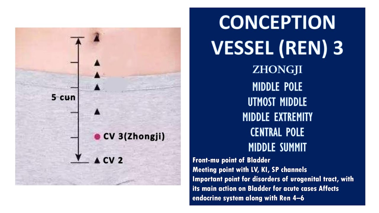 REN (CONCEPTION VESSEL) 3 ZHONGJI (MIDDLE POLE, UTMOST MIDDLE, MIDDLE ...