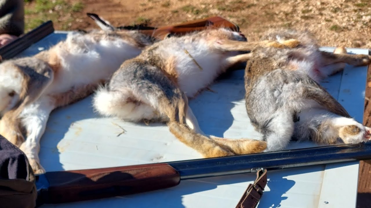 HARE HUNTING | LOV NA ZECA 2025 - YouTube