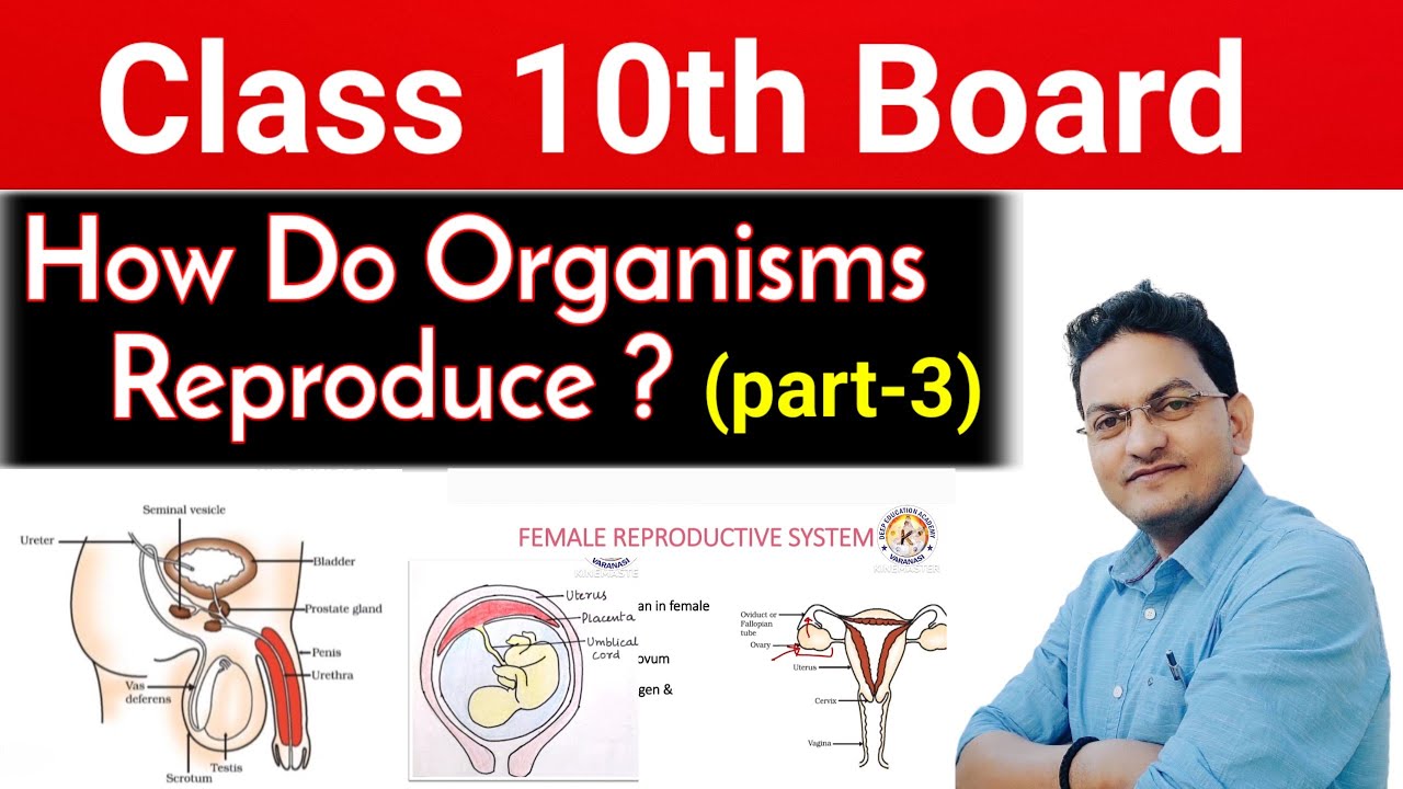 How Do Organisms Reproduce ? || part-3 || sexual reproduction in Human ...