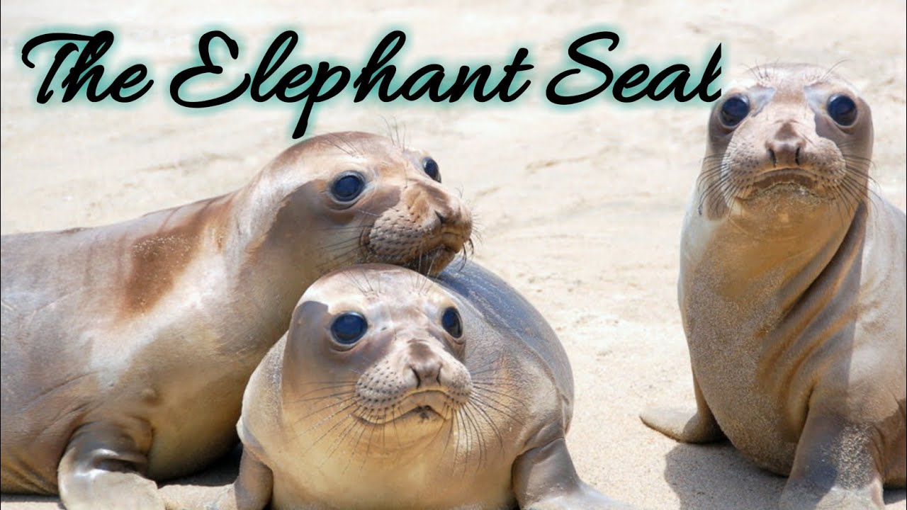 elephant seal-elephant seal documentary-elephant seals swimming ...