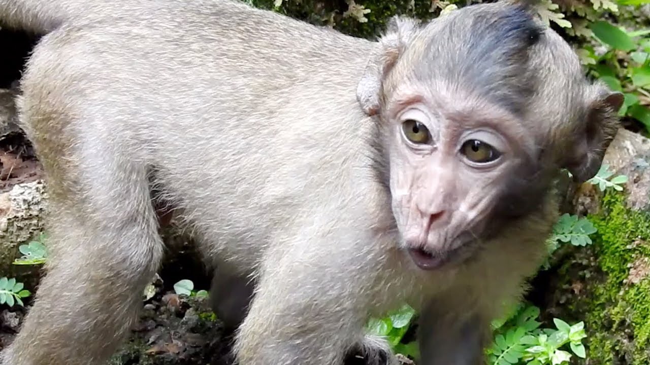 Why Baby Monkey Cry Nonstop? - Real Monkey Cry And Playing Action - YouTube